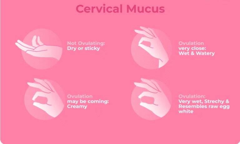 How to Improve Cervical Mucus Fertility – Ziva Fertility Center in ...